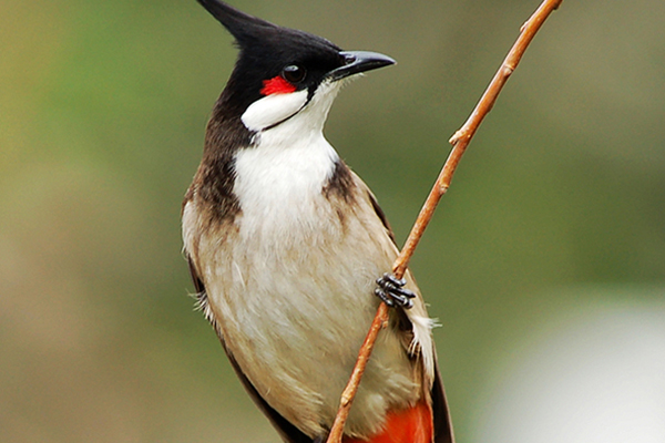 Red-whiskered bulbul - PIRSA