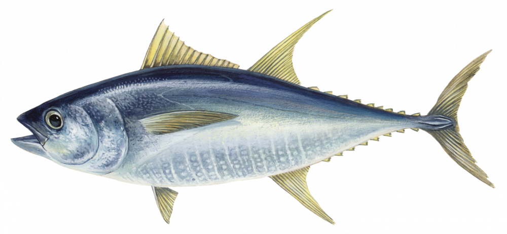 Yellowfin Tuna - PIRSA