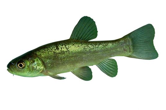 Check recreational fishing size, bag, and boat limits - PIRSA