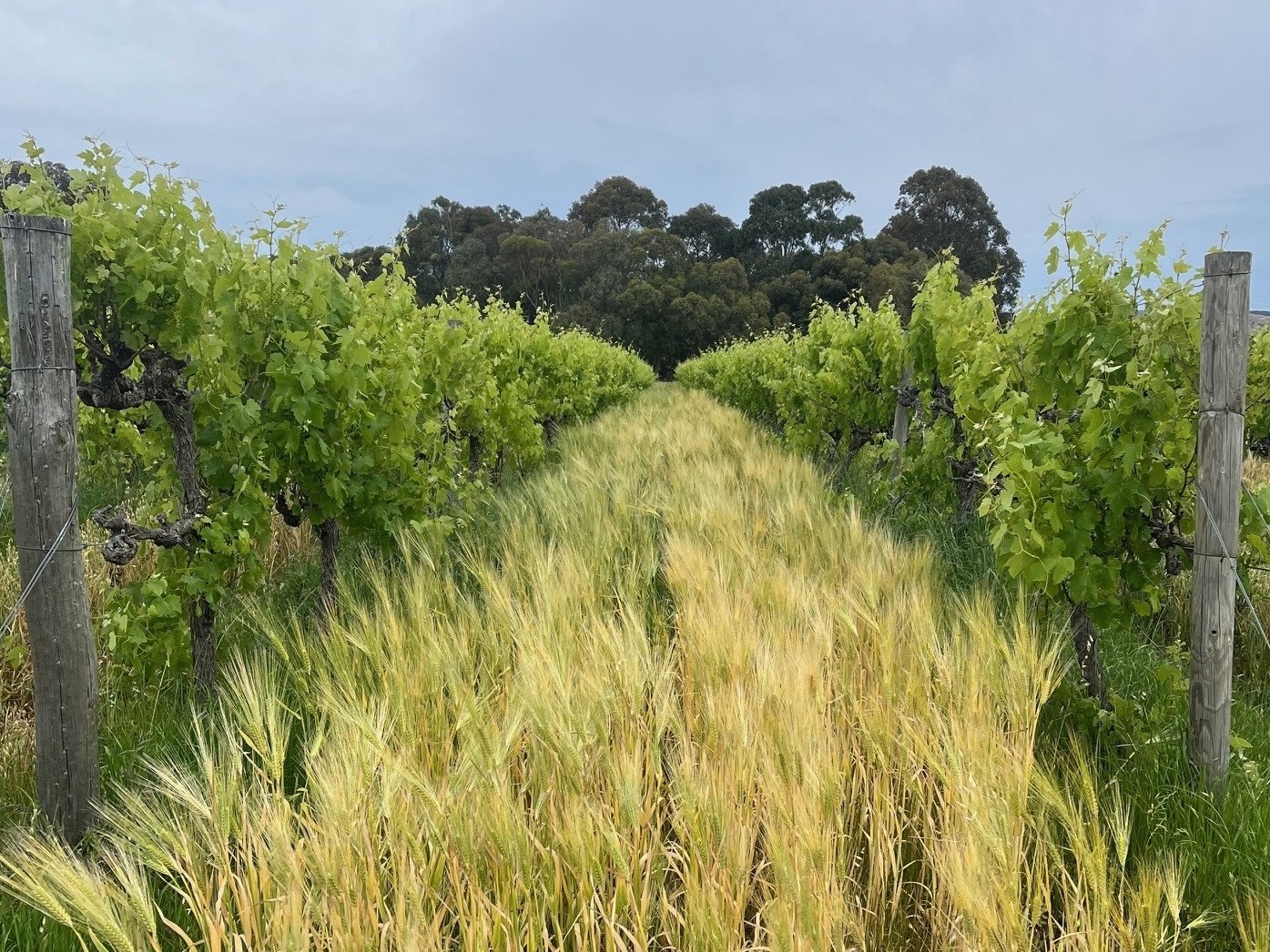 Carbon farming for primary producers - Department of Primary Industries ...