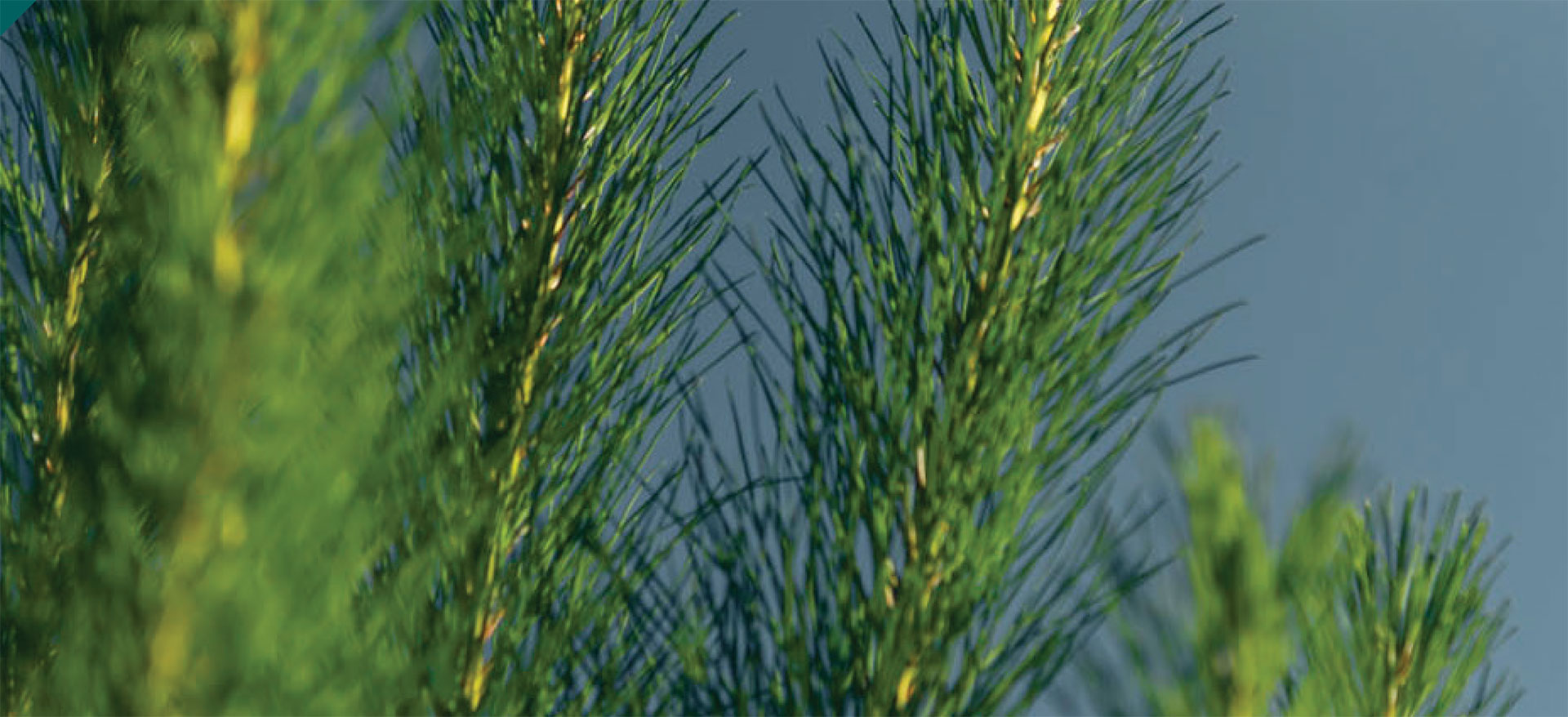 Forestry Centre of Excellence - PIRSA