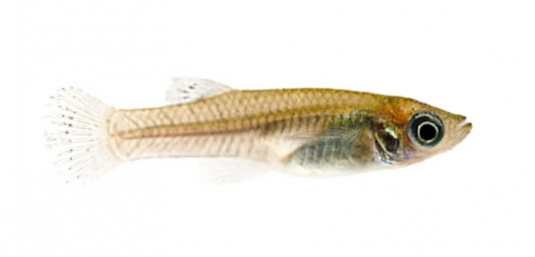 Check recreational fishing size, bag, and boat limits - PIRSA