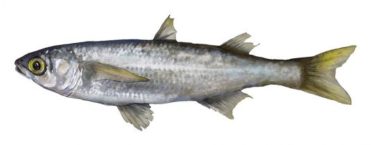 Check recreational fishing size, bag, and boat limits - PIRSA