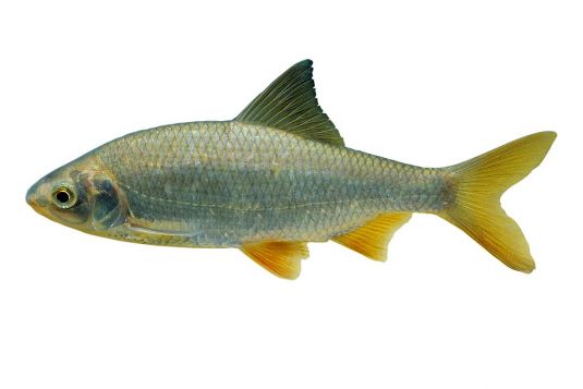 Check recreational fishing size, bag, and boat limits - PIRSA