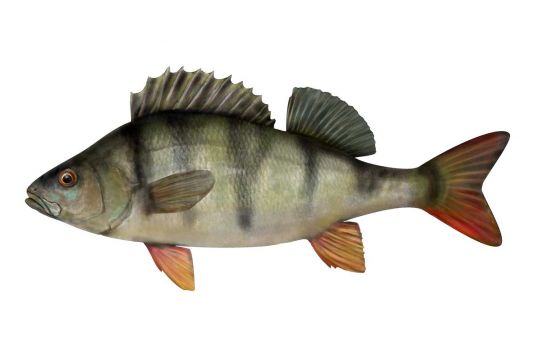 Check recreational fishing size, bag, and boat limits - PIRSA