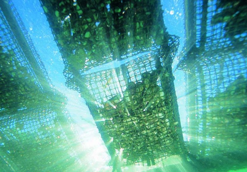 Fishing and aquaculture - PIRSA