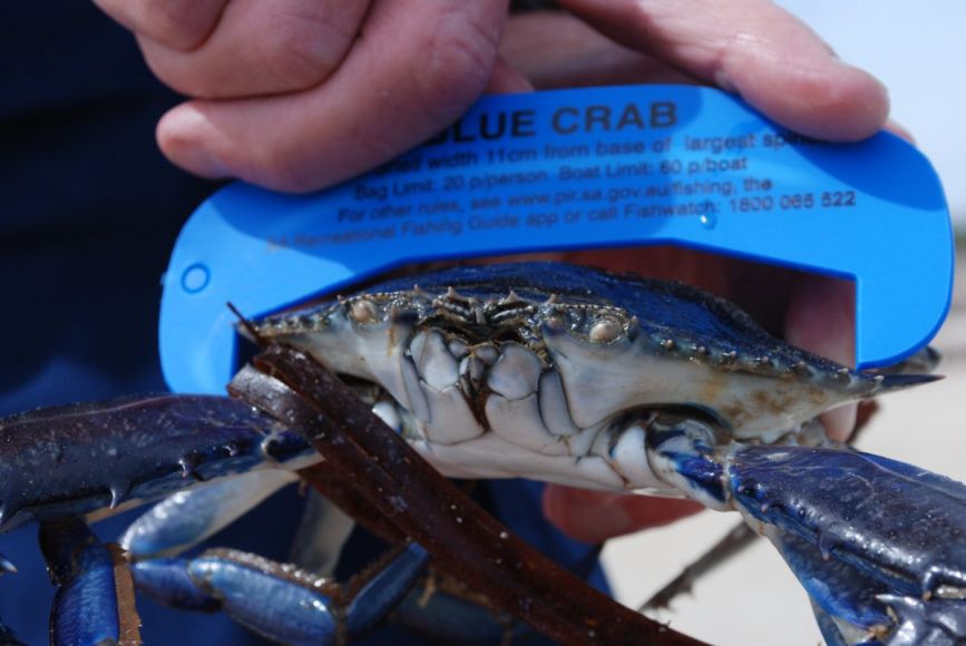 Recreational fishing - PIRSA