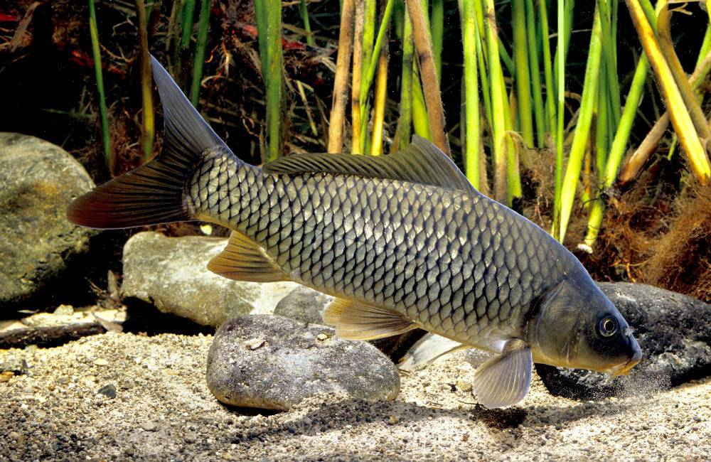 Aquatic pests and diseases - PIRSA