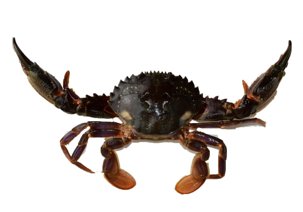 Asian paddle crab - PIRSA