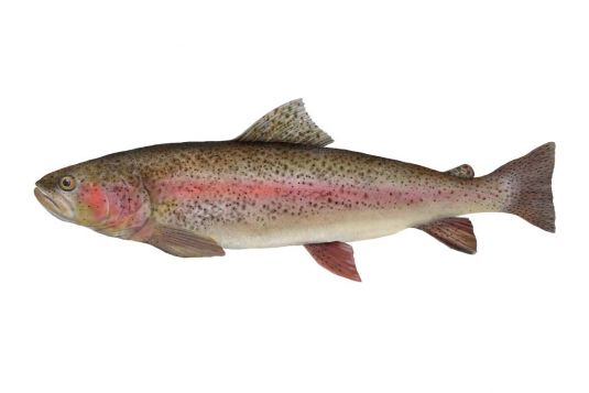 Check recreational fishing size, bag, and boat limits - PIRSA