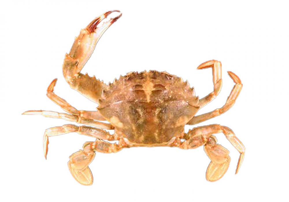 Asian paddle crab - PIRSA