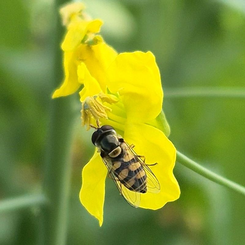 PestFacts 5 November 2024 - PIRSA