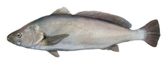 Check recreational fishing size, bag, and boat limits - PIRSA