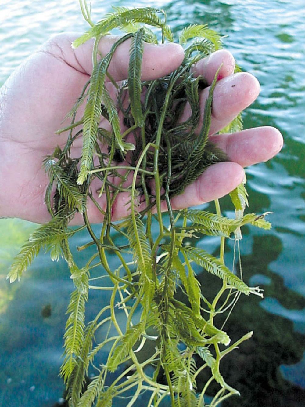 Caulerpa taxifolia - PIRSA