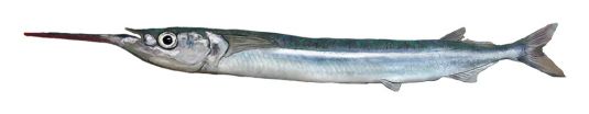 Check recreational fishing size, bag, and boat limits - PIRSA